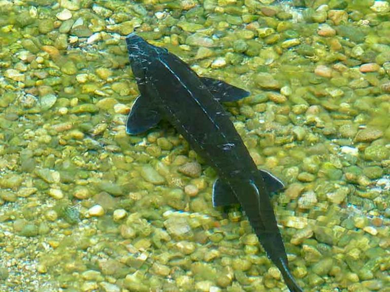 Esturión chino | Animales en peligro de extinción