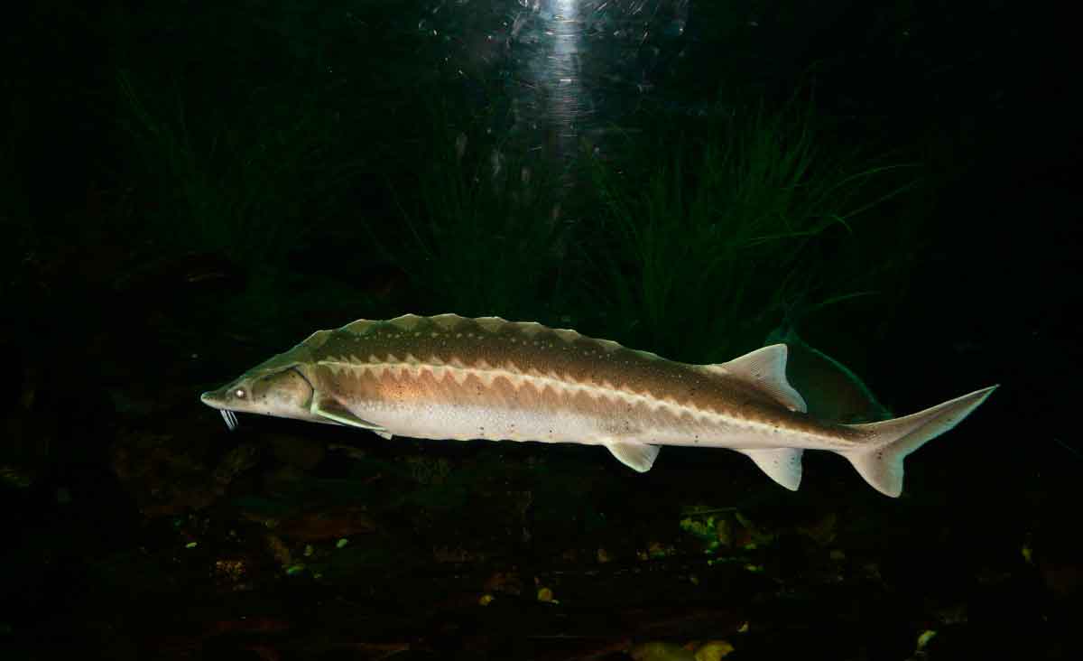 Esturión chino | Animales en peligro de extinción