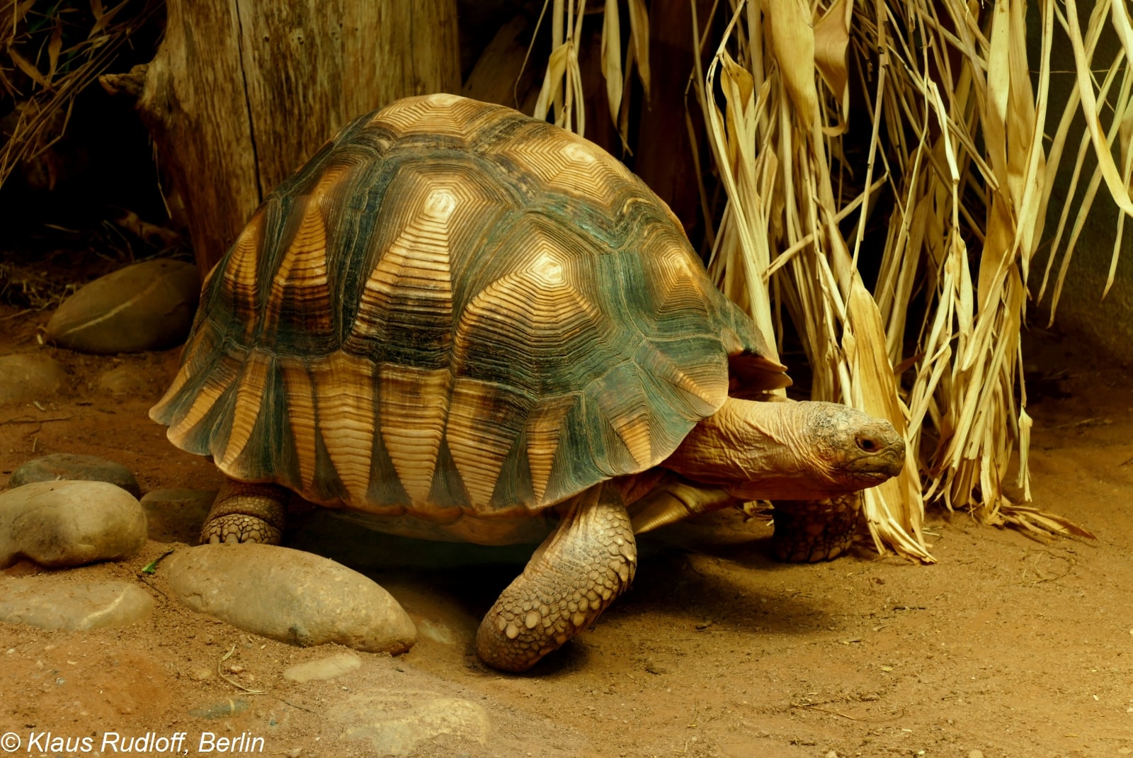 Tortuga de reja | Animales en peligro de extinción