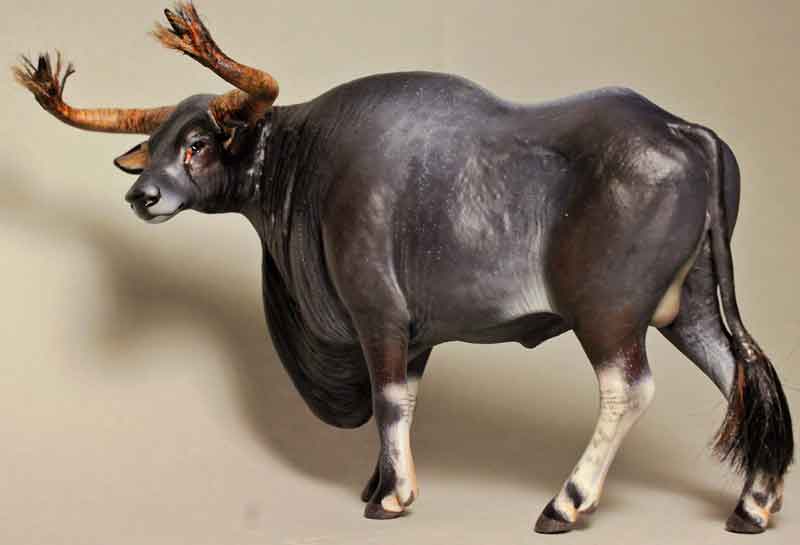 Kouprey | Animales en peligro de extinción