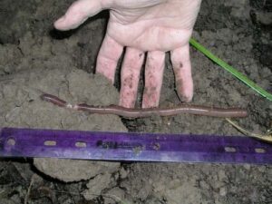 Octochaetus microchaetus | Animales en peligro de extinción