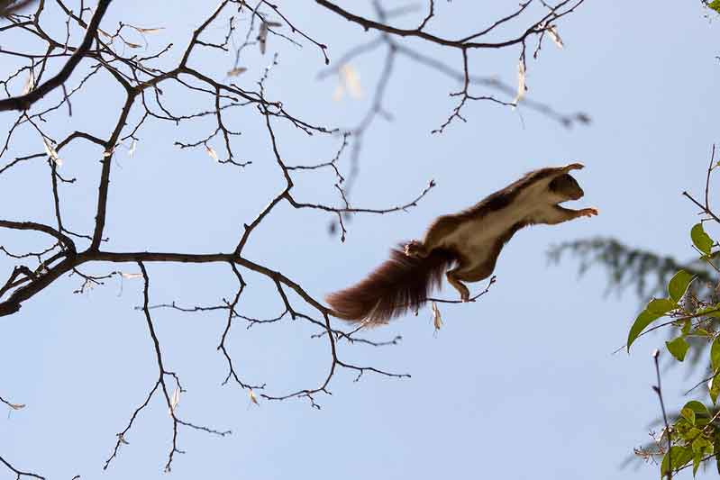 Ardilla Voladora Namdapha | Animales en peligro de extinción