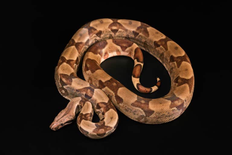 REPTILES en peligro de extinción | Animales en peligro de extinción