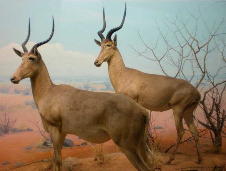 Hirola | Animales en peligro de extinción