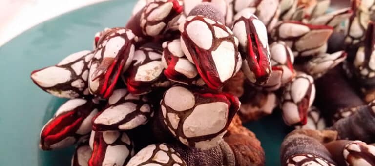 CRUSTÁCEOS en peligro de extinción | Animales en peligro de extinción