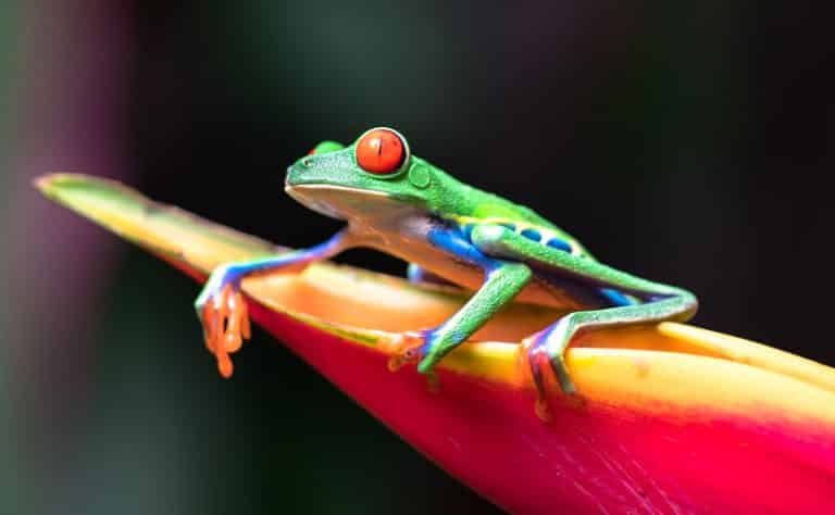 ANFIBIOS en peligro de extinción | Animales en peligro de extinción
